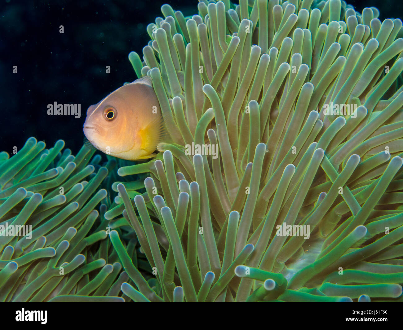 anemone fish hide in yellow sea anemone Stock Photo - Alamy