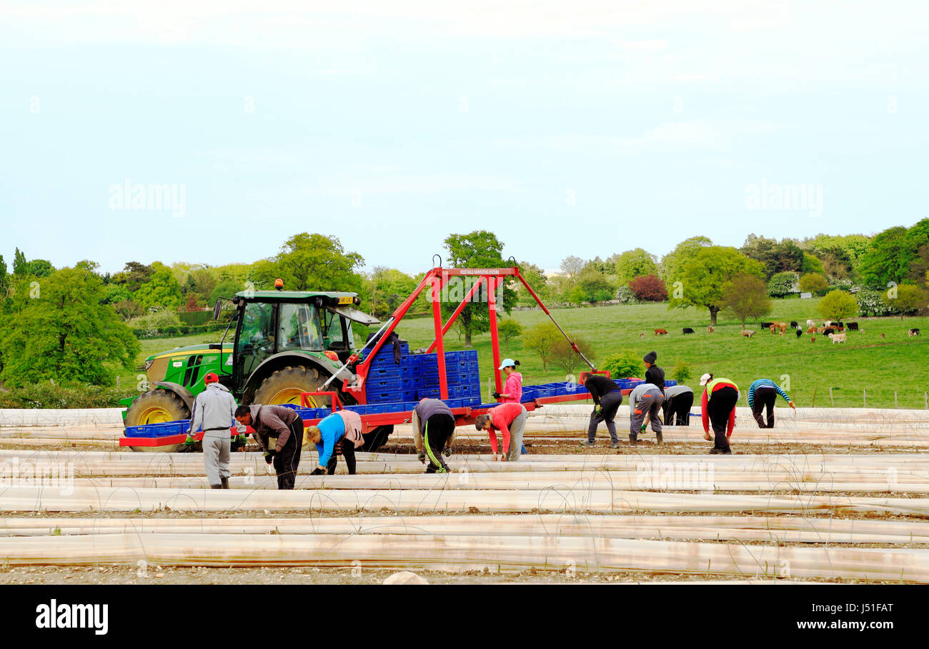 Agricultural labourers hi-res stock photography and images - Alamy