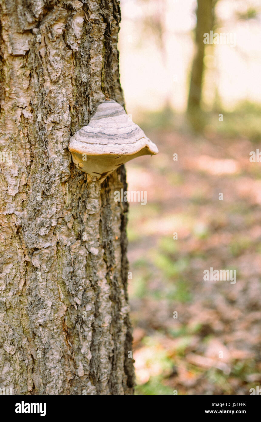 mushrooms on a tree in a forest closeup at spring Stock Photo - Alamy