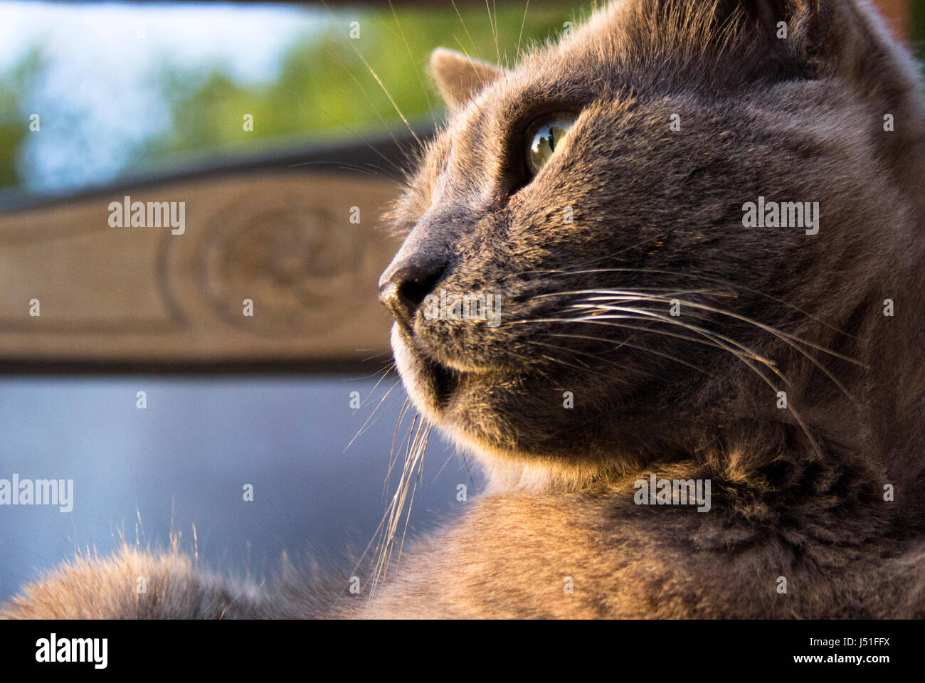 Grey cat side view Stock Photo - Alamy