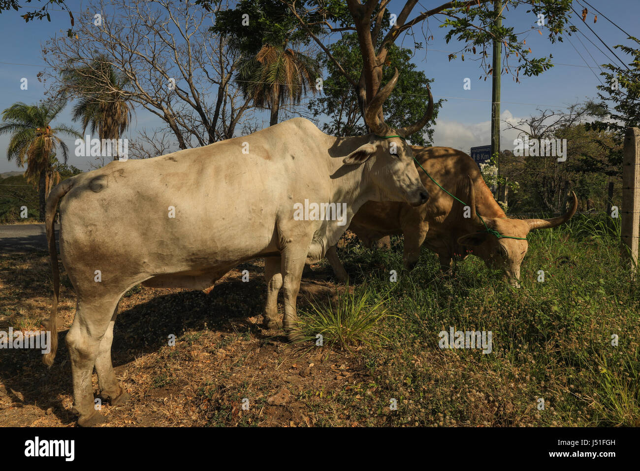 Brahman cattle costa rica hi-res stock photography and images - Alamy