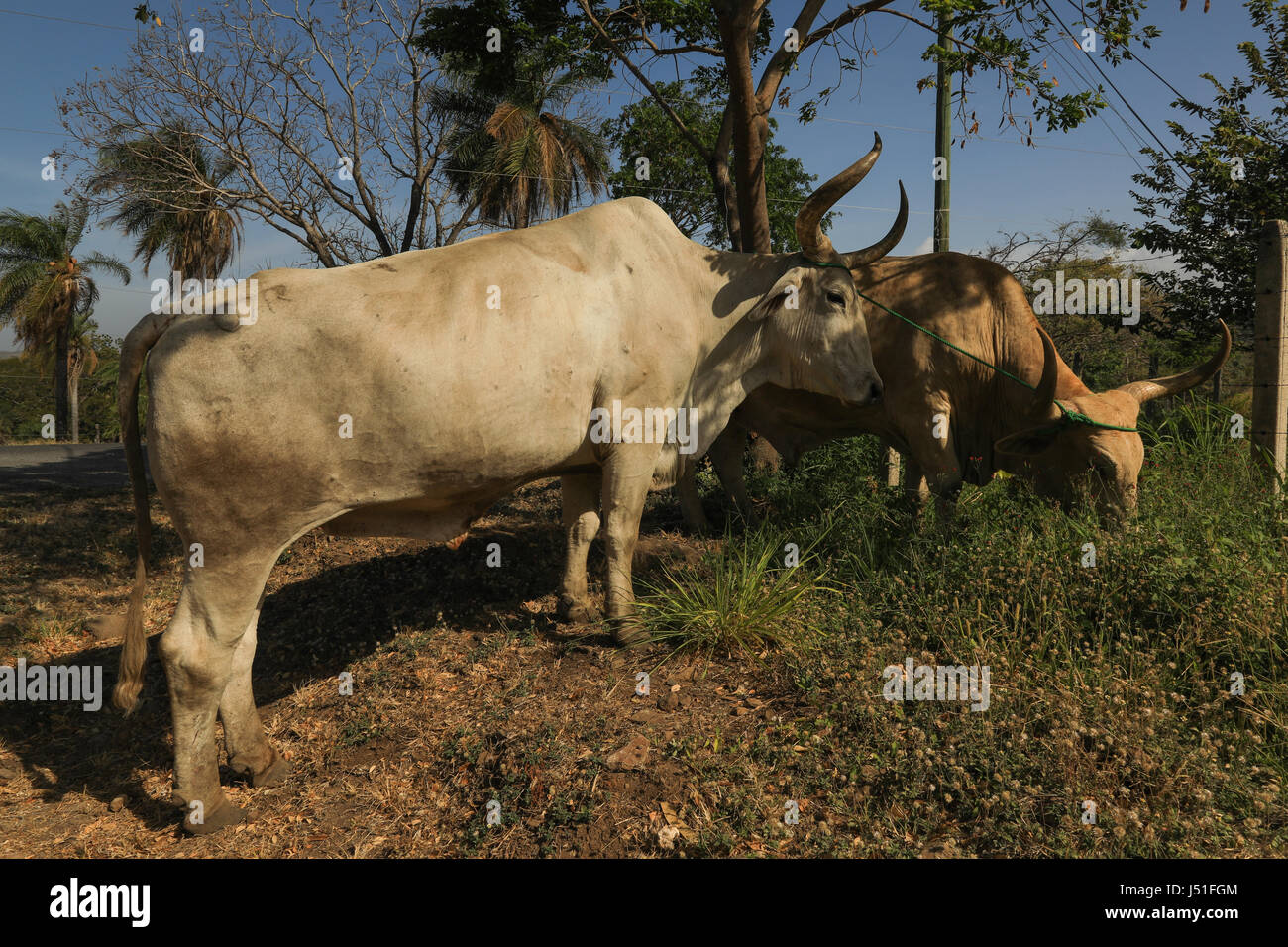 Brahman cattle costa rica hi-res stock photography and images - Alamy