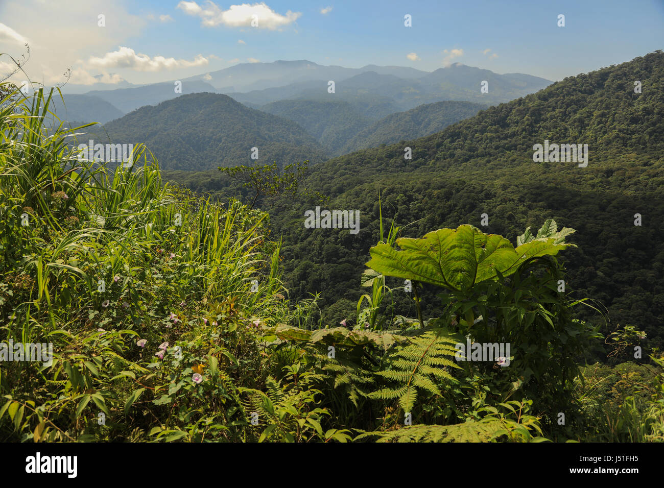 Costa rica rainforest biome hi-res stock photography and images - Alamy