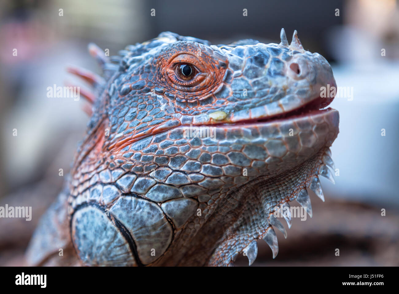 Iguana Skin Texture Stock Photos & Iguana Skin Texture Stock Images - Alamy