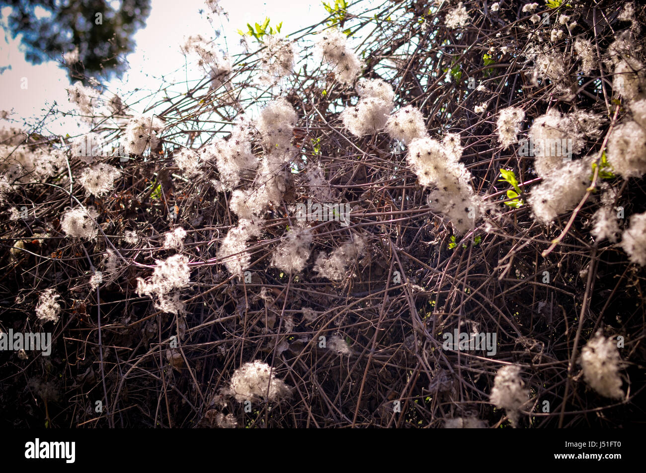 A lot of dry fluff on the tree illuminated by sunlight Stock Photo - Alamy