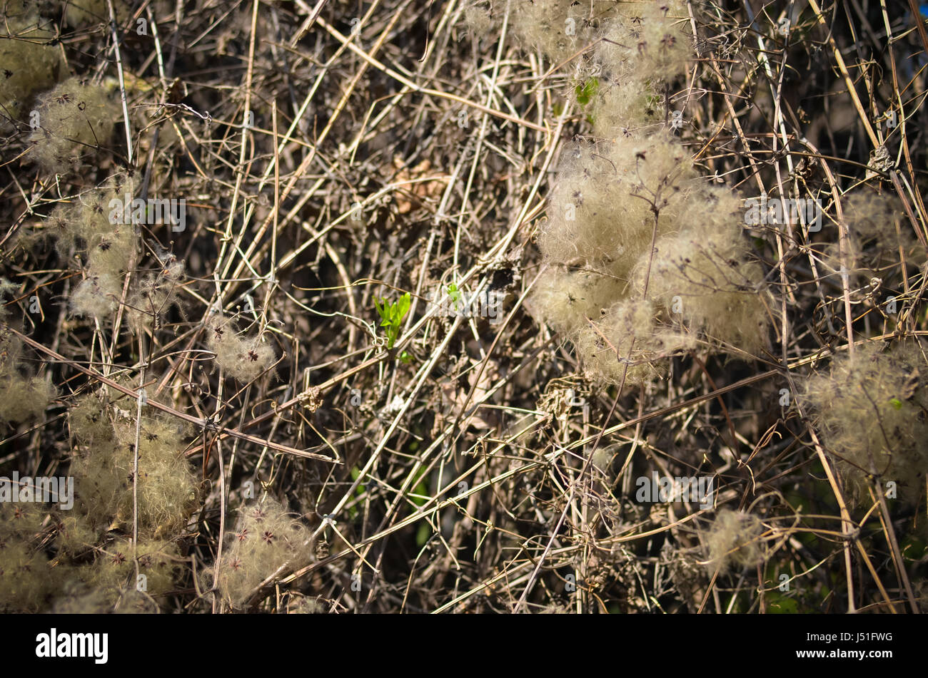 A lot of dry fluff on the tree illuminated by sunlight Stock Photo - Alamy