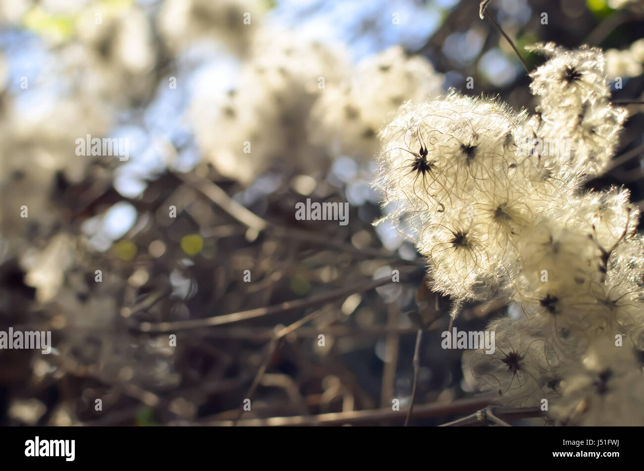 A lot of dry fluff on the tree illuminated by sunlight Stock Photo - Alamy