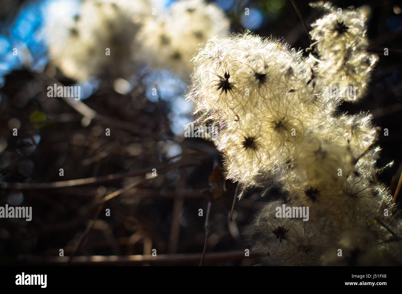 A lot of dry fluff on the tree illuminated by sunlight Stock Photo - Alamy