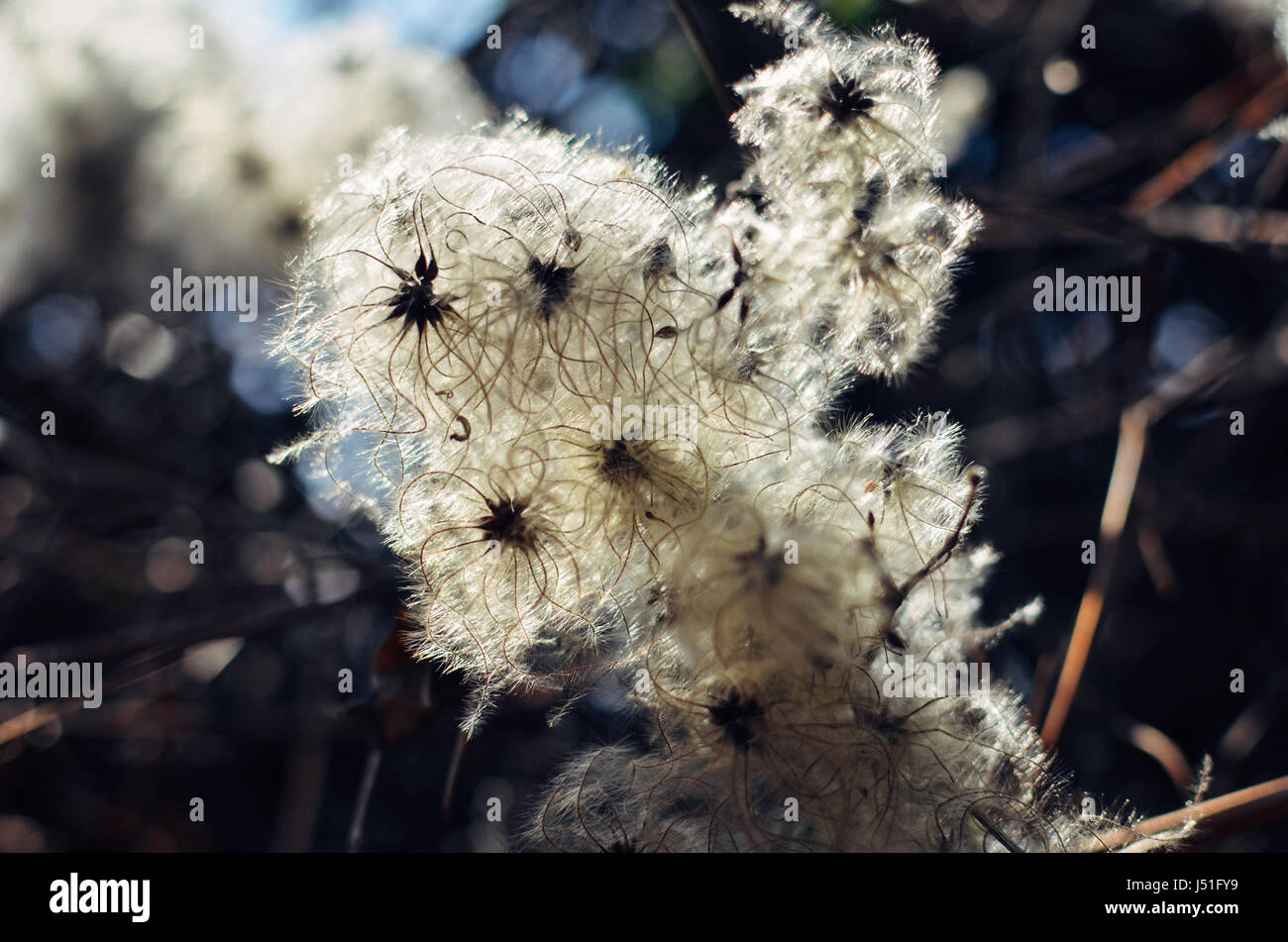 Poplar tree seed seeds seed tufts hi-res stock photography and images ...