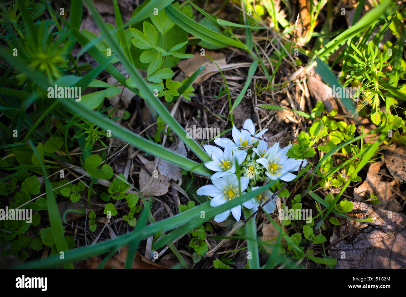 Lance shaped leaves hi-res stock photography and images - Alamy