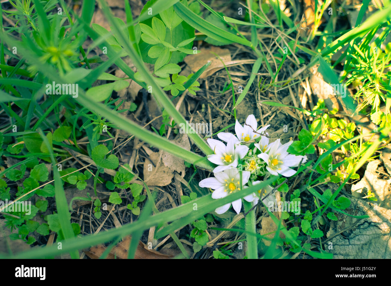 Lance shaped leaves hi-res stock photography and images - Alamy