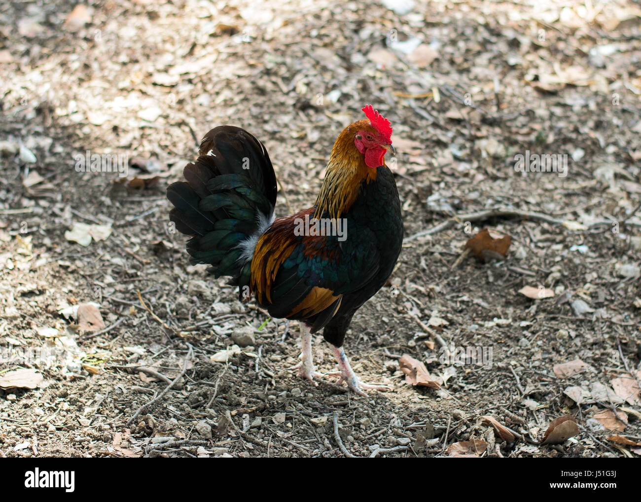 Rooster in the farm Stock Photo - Alamy