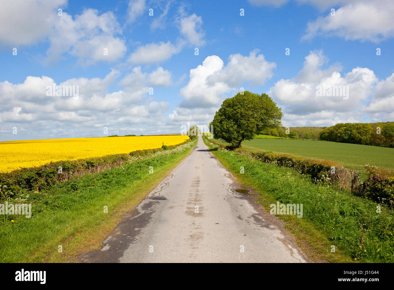 a small country road with oilseed rape wheat fields and woodland in the ...