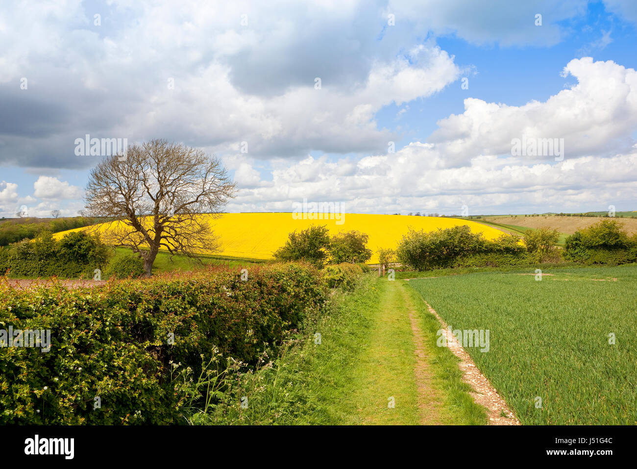 a scenic country footpath with an ash tree and a bright yellow oilseed ...