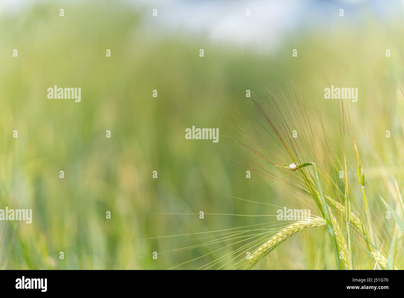 Little White Snail in a Green Meadow Stock Photo - Alamy