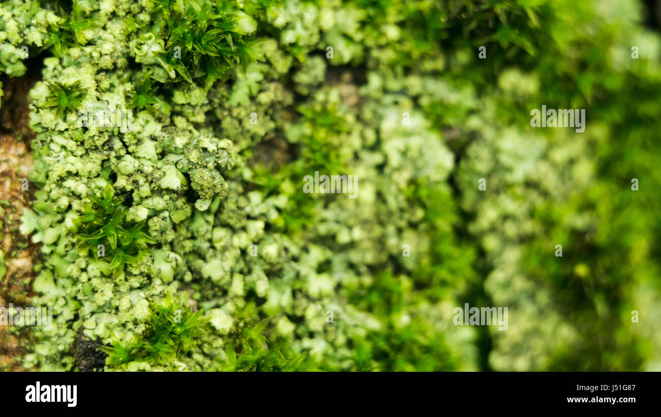 Lichens are symbiotic fungi and algae. They are able to grow on the ...