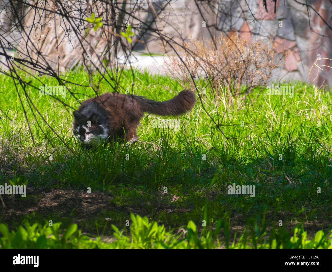 A cunning cat steals on the green lawn Stock Photo - Alamy