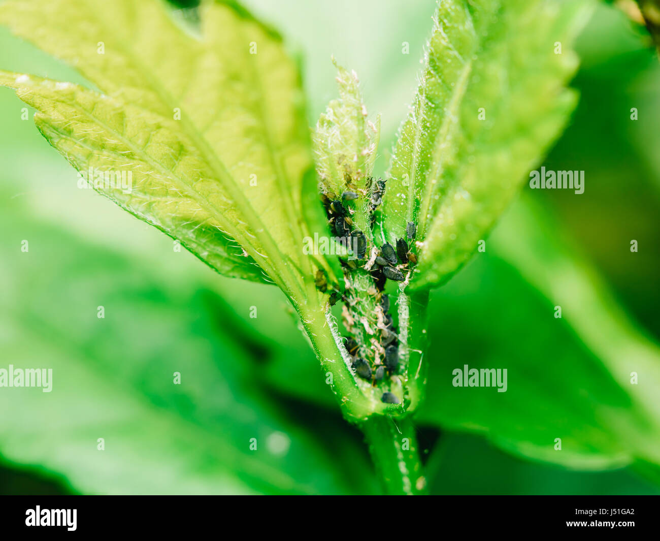 Aphid (Plant Lice, Greenflies, Blackflies or Whiteflies) Infestation Of ...