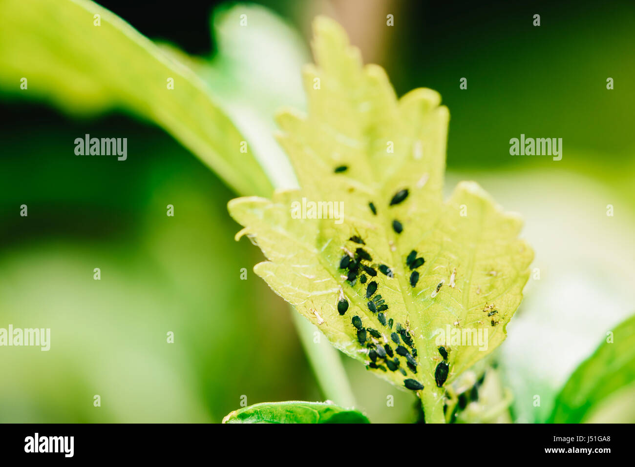 Aphid (Plant Lice, Greenflies, Blackflies or Whiteflies) Infestation Of ...