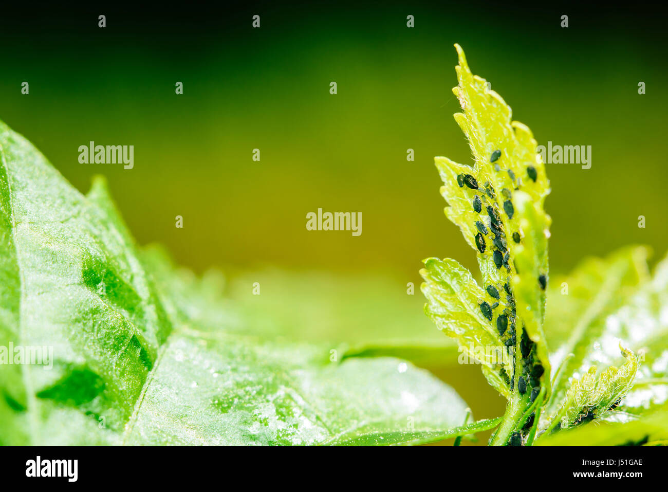 Aphid (Plant Lice, Greenflies, Blackflies or Whiteflies) Infestation Of ...