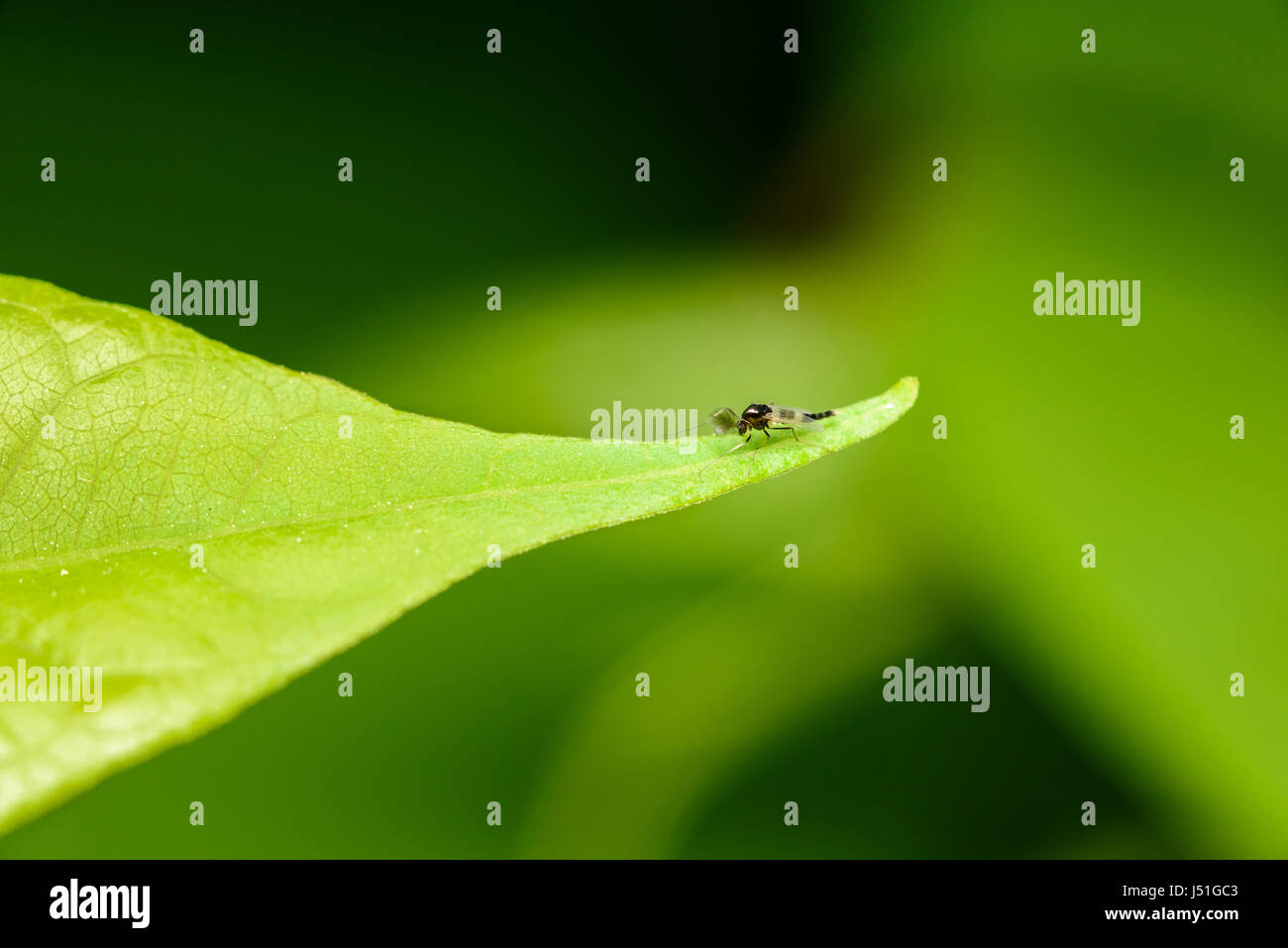 Tiny Mosquito On Leaf Edge Stock Photo - Alamy
