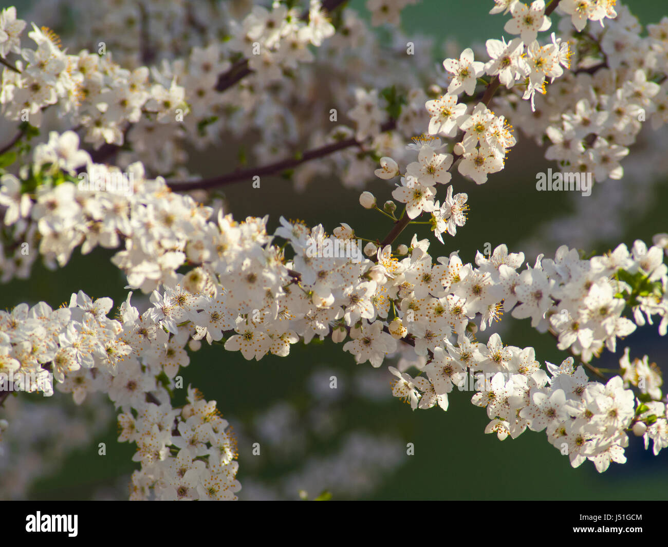 Branches of the beautifully flowering fruit tree Stock Photo - Alamy