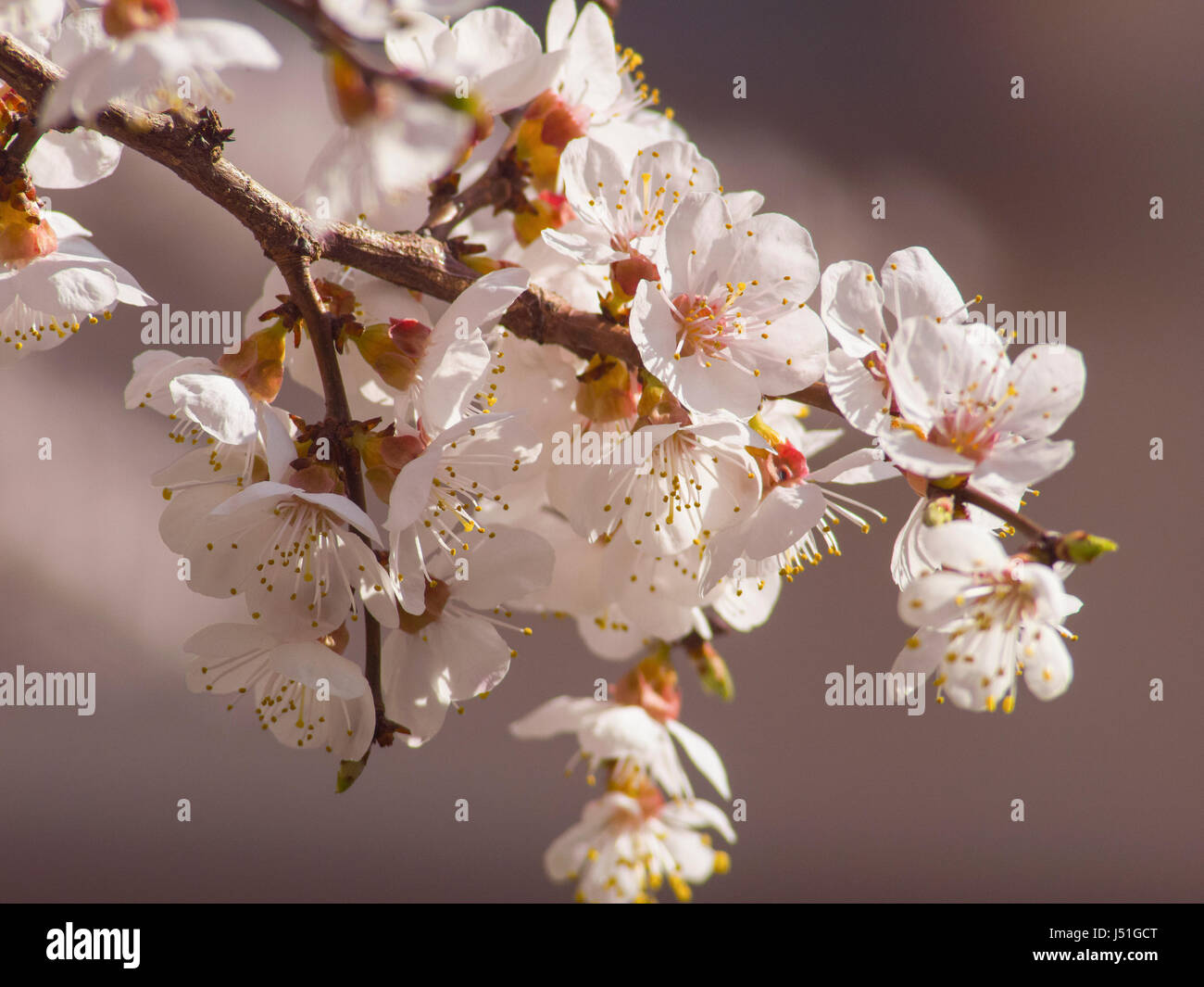Branch of the beautifully flowering fruit tree Stock Photo - Alamy