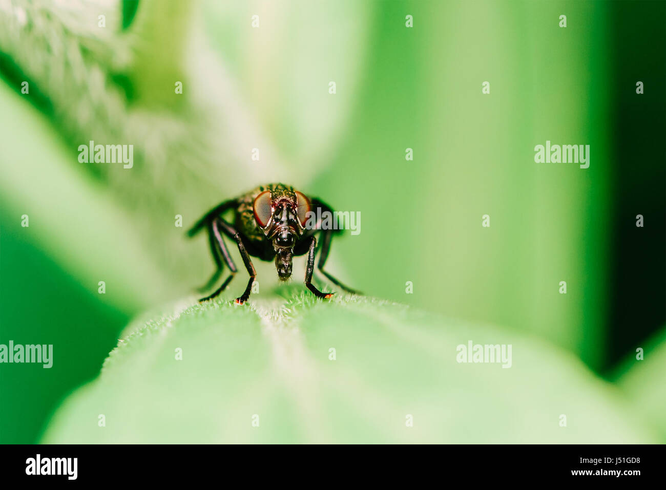 House Fly Macro On Leaf Stock Photo - Alamy