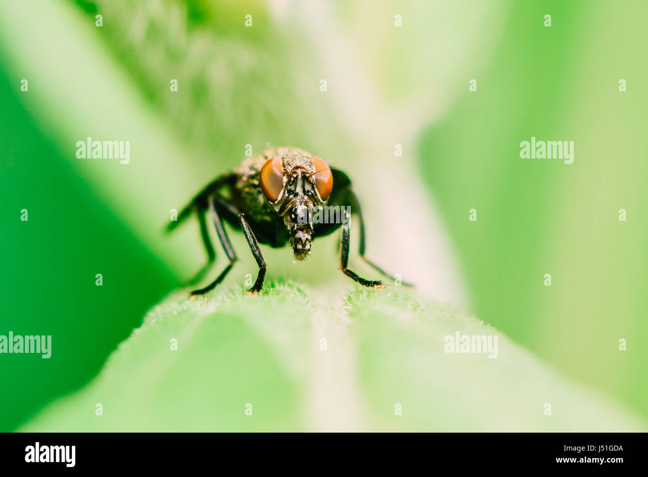 House Fly Macro On Leaf Stock Photo - Alamy