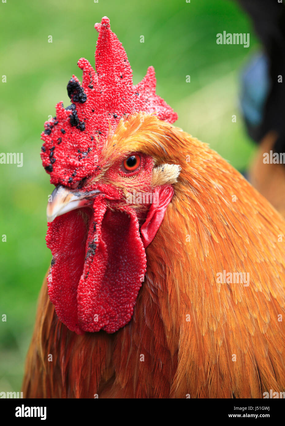 A domestic chicken, England, Europe Stock Photo - Alamy