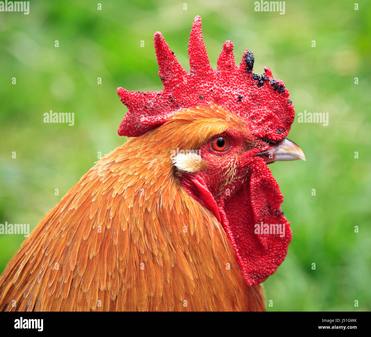 A domestic chicken, England, Europe Stock Photo - Alamy