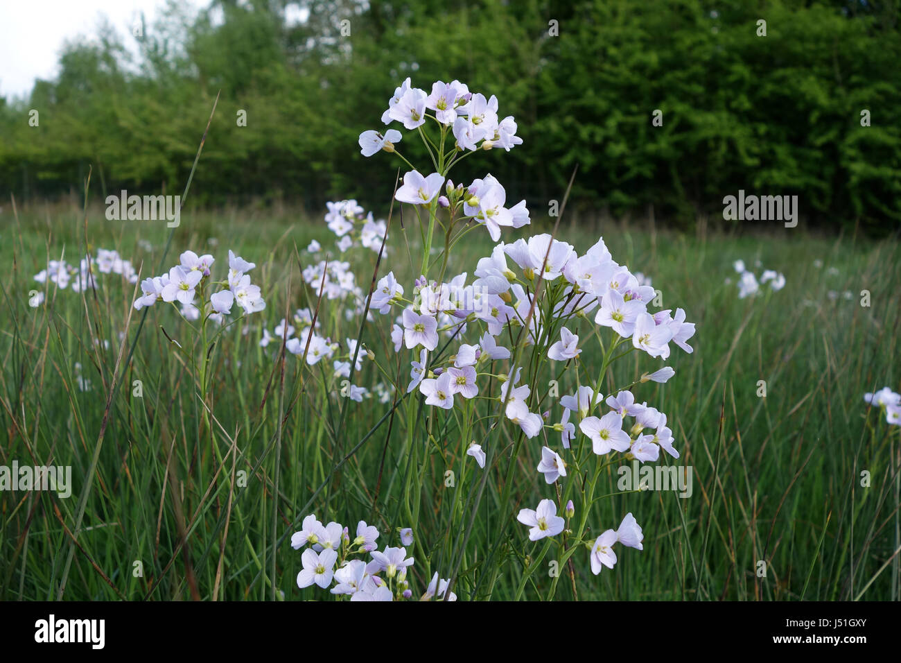 Cuckooflower also commonly known as 'Lady's-smock' Stock Photo - Alamy