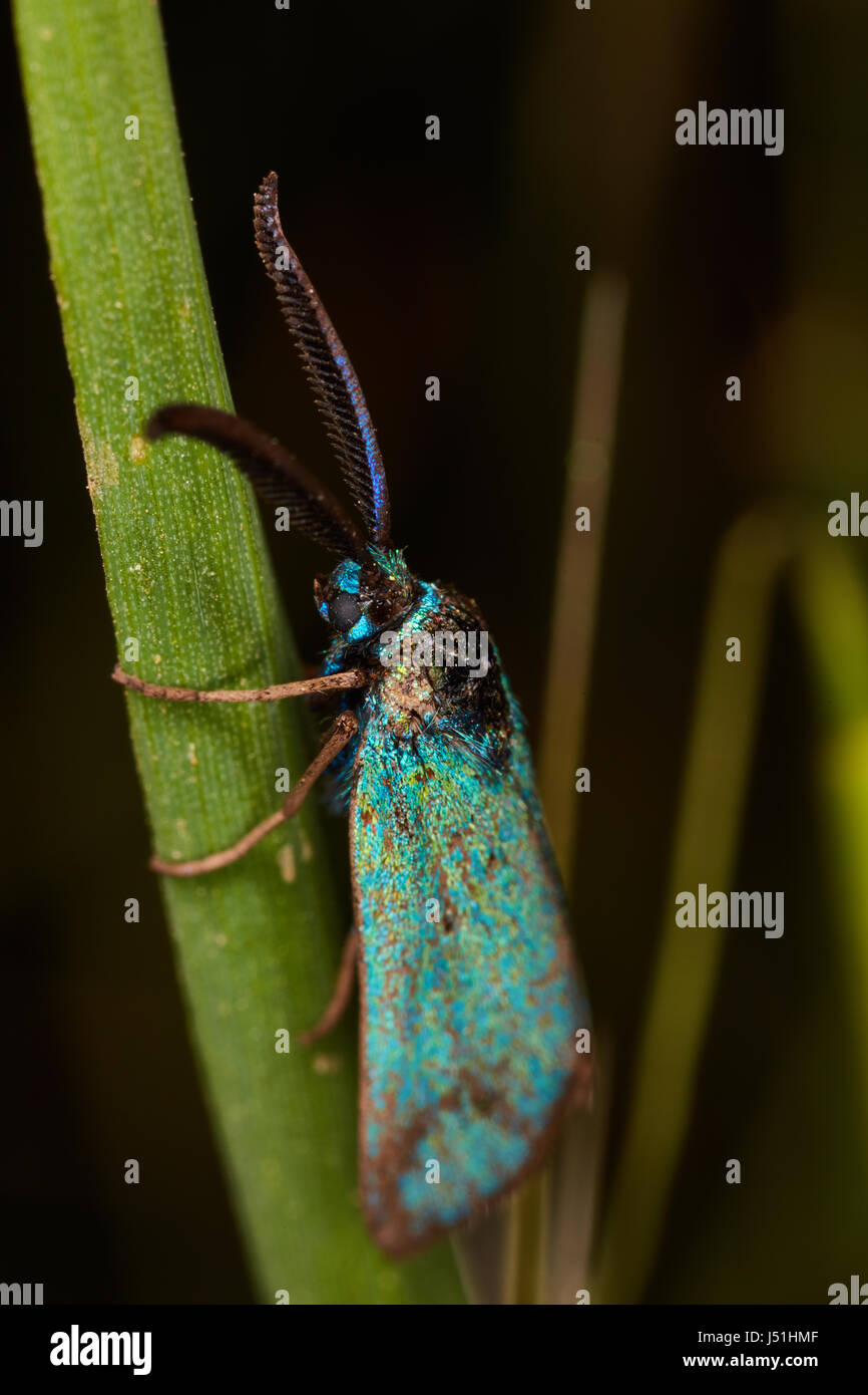 Zygaenidae insect on a flower macro photo Stock Photo - Alamy