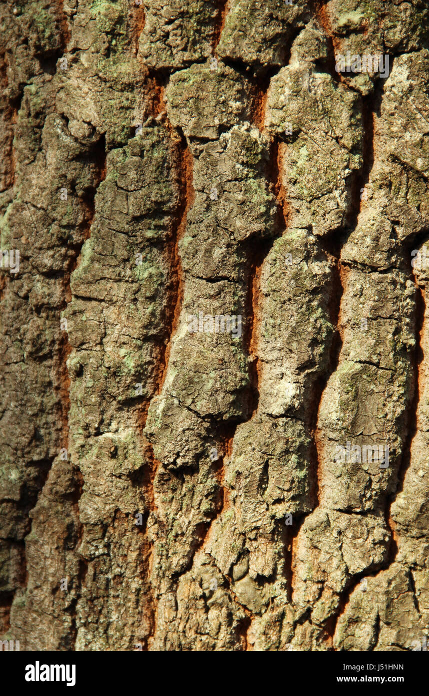 Pine tree bark Stock Photo - Alamy