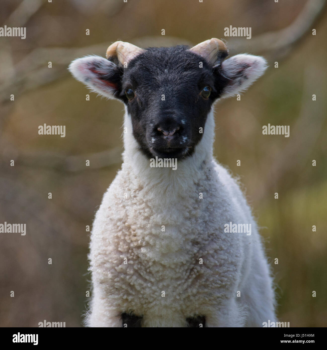 Scottish Blackface sheep Stock Photo - Alamy