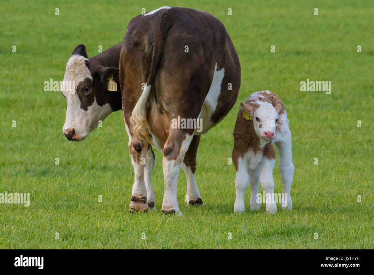 Cow & Calf Stock Photo - Alamy