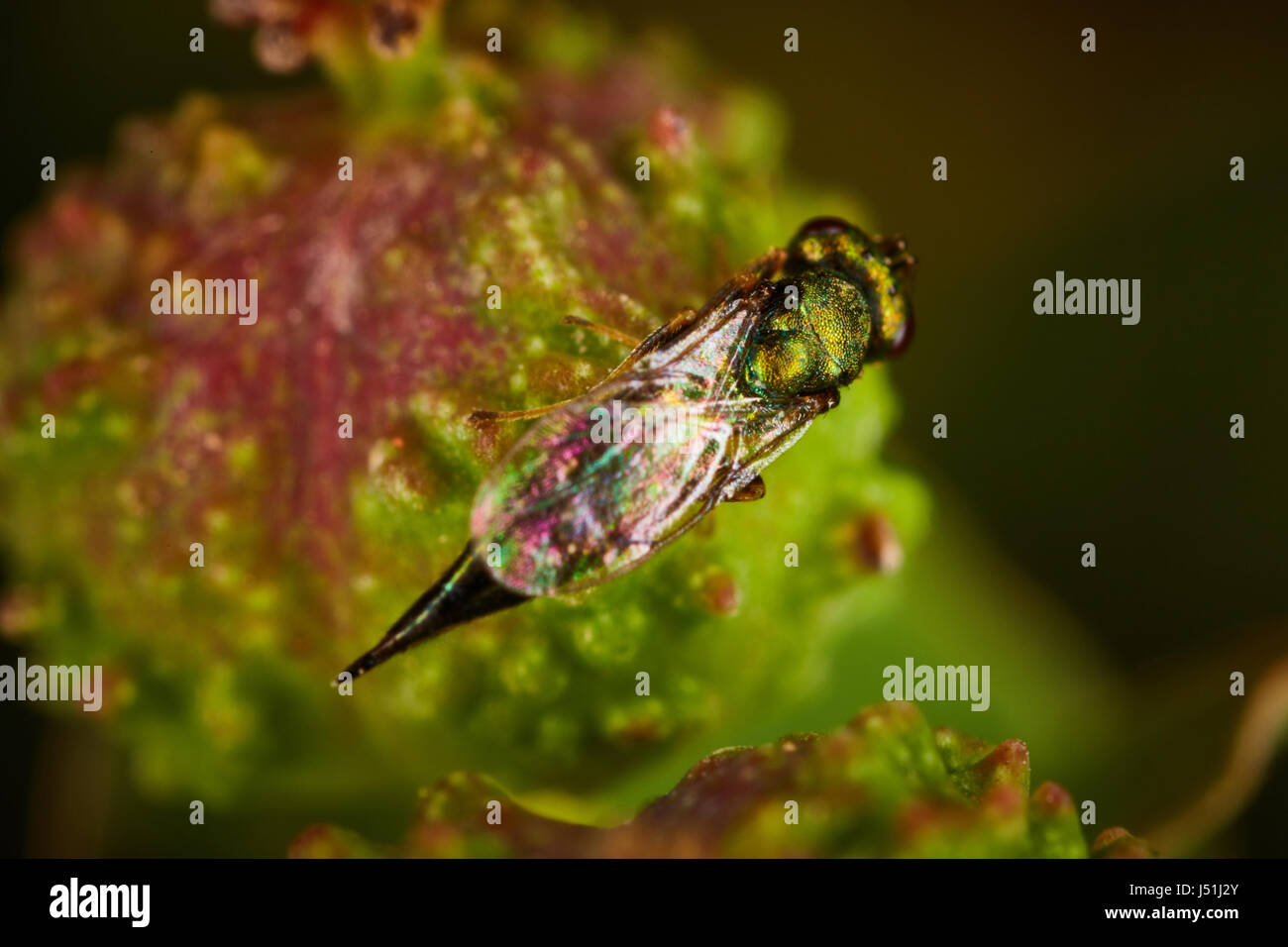 little green fly sitting on a flower Stock Photo - Alamy