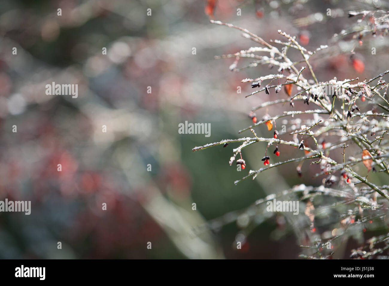 Burning bush berries hi-res stock photography and images - Alamy