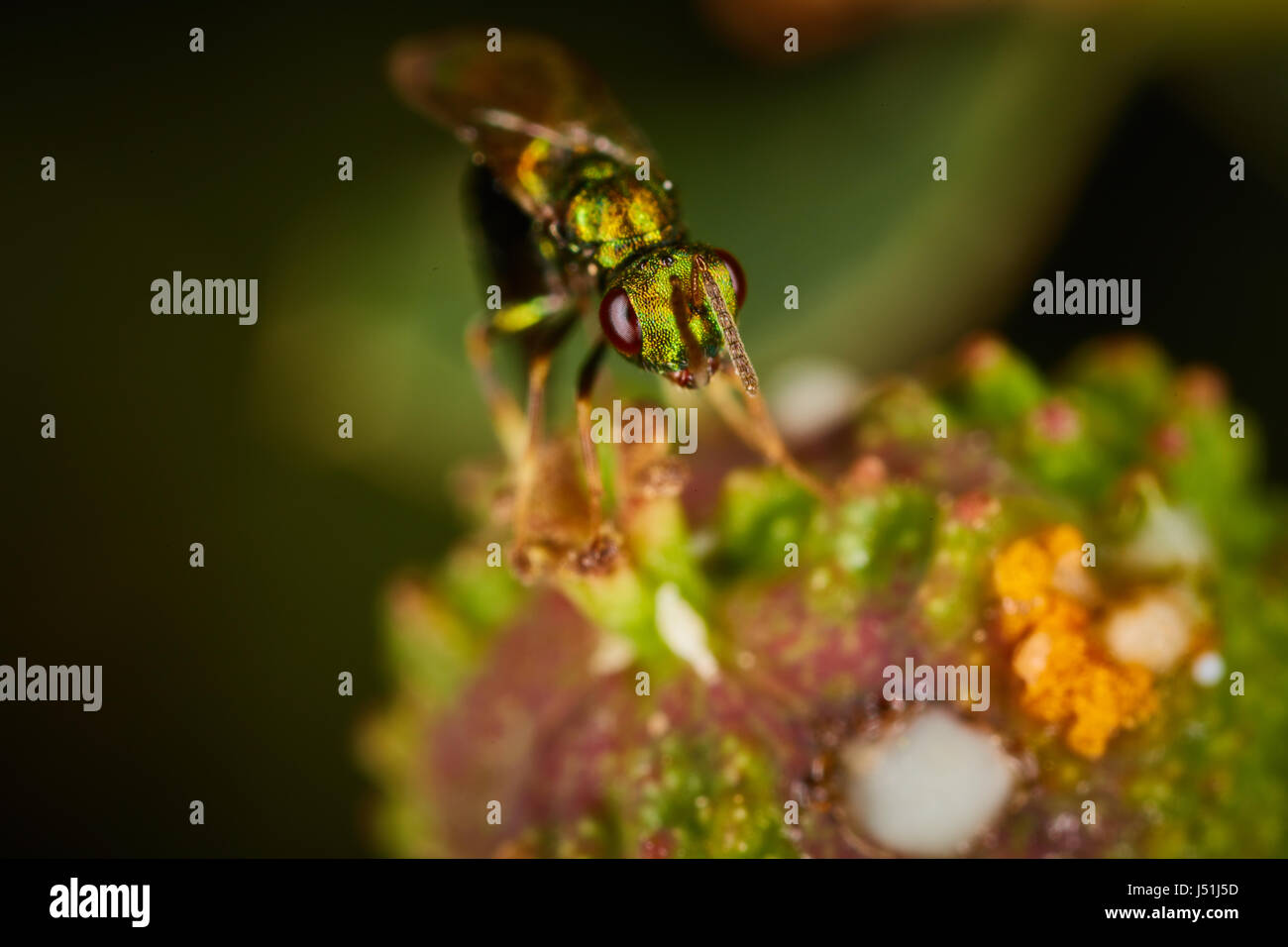 little green fly sitting on a flower Stock Photo - Alamy