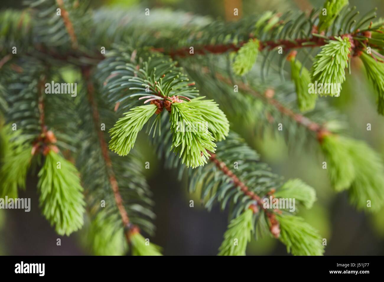 Pine Tree Closeup Stock Photo - Alamy