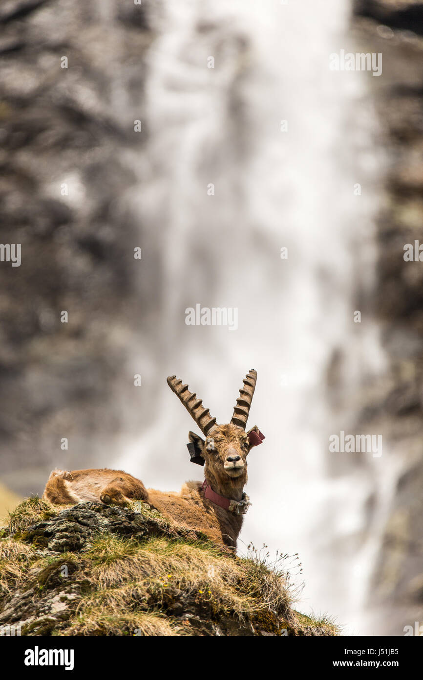 Vanoise national park wildlife High Resolution Stock Photography and ...