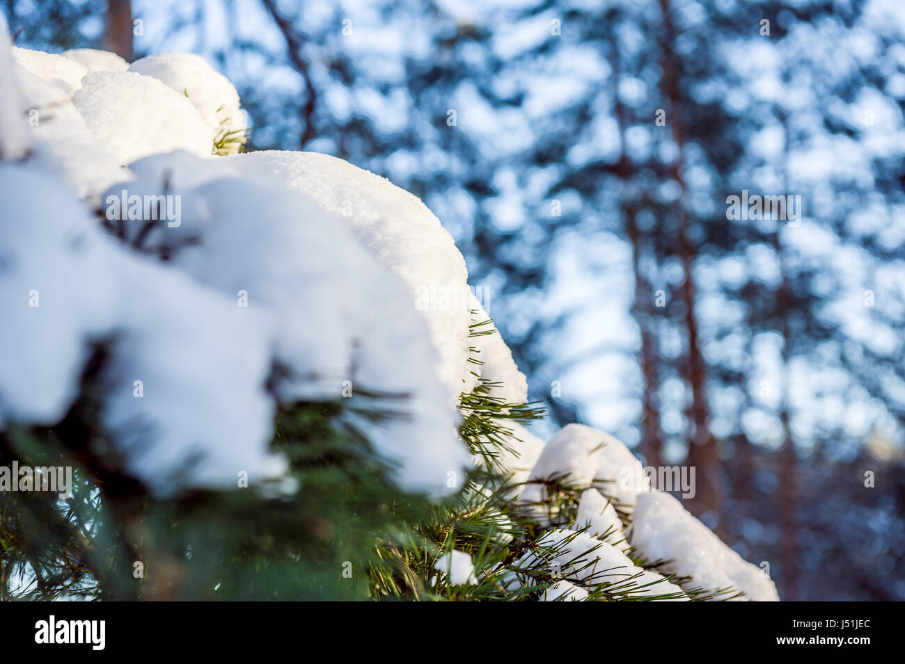 Pine tree snow sunset hi-res stock photography and images - Alamy