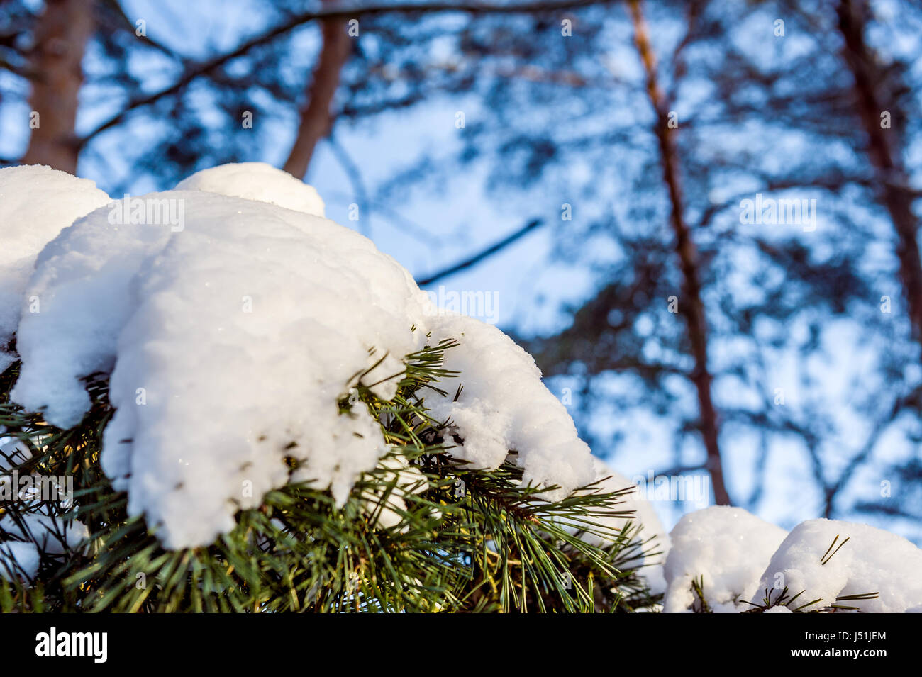 Snow scene pine hi-res stock photography and images - Alamy
