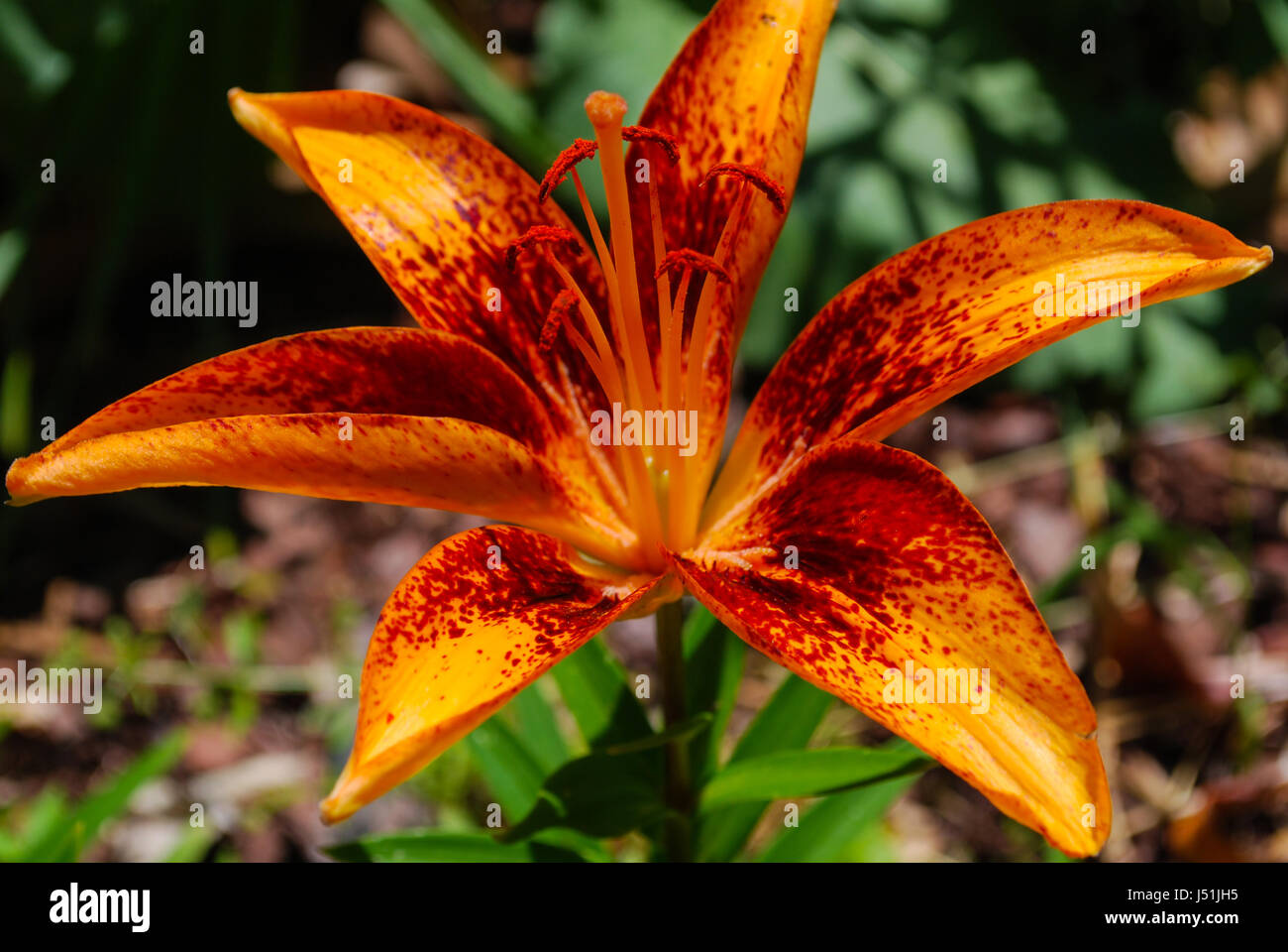 Tiger lilly leaf hi-res stock photography and images - Alamy