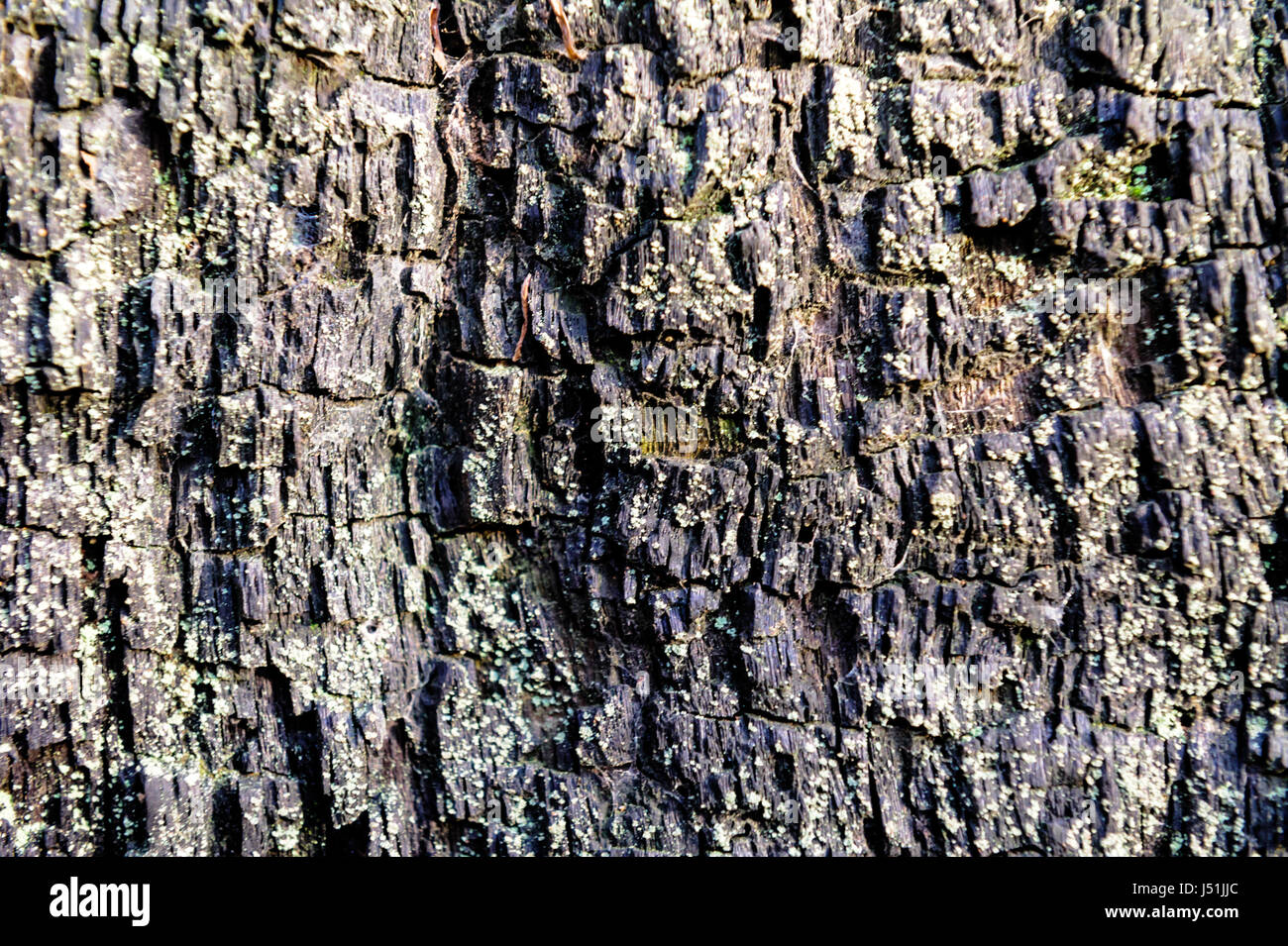 Wood texture background Close-up of old dead wood that is stained and ...