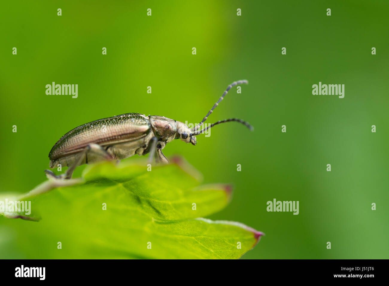 Coleoptera hi-res stock photography and images - Alamy