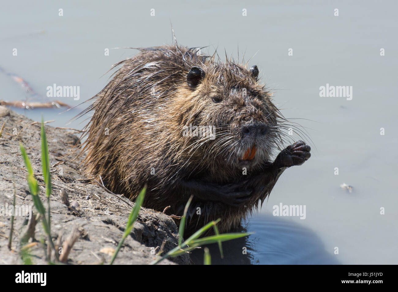 Coypyu hi-res stock photography and images - Alamy