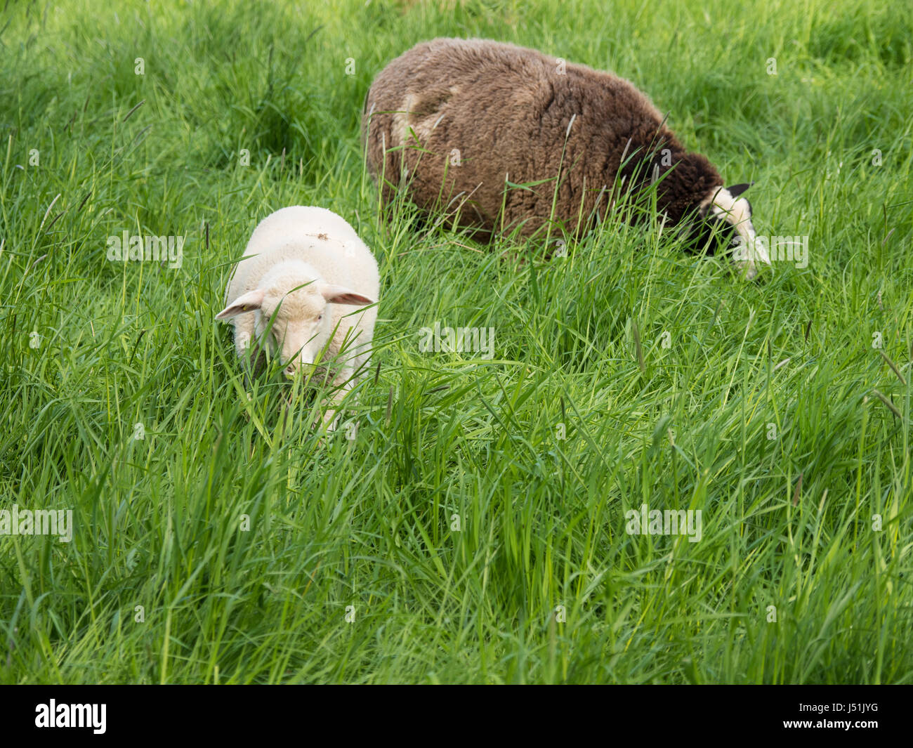 Sheep eating grass hi-res stock photography and images - Alamy