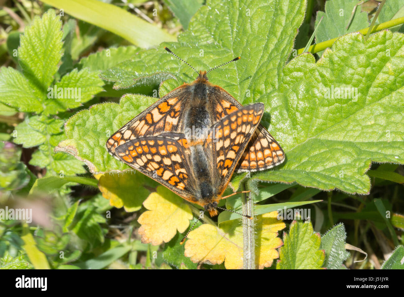 Marsh fritillary butterflies (Euphydryas aurinia) - close-up of mating ...