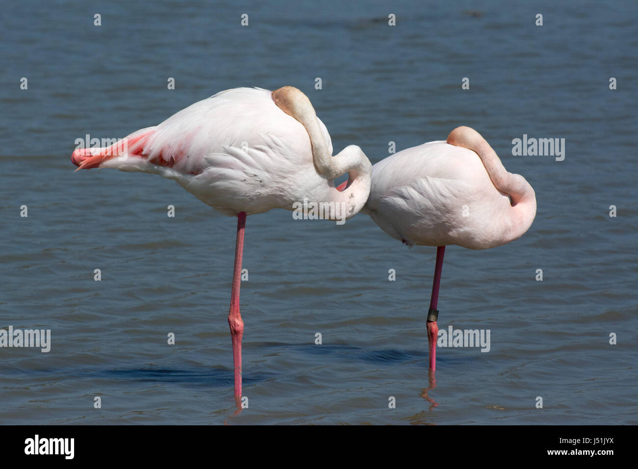 Sleeping Flamingo Stock Photos & Sleeping Flamingo Stock Images - Alamy